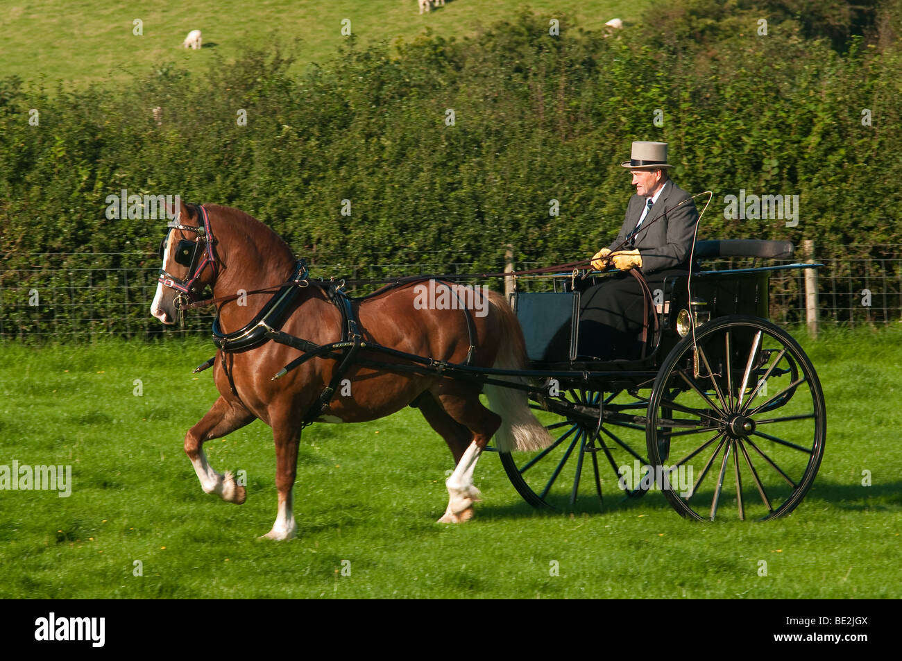 Man in top hat driving horse and carriage Stock Photo - Alamy