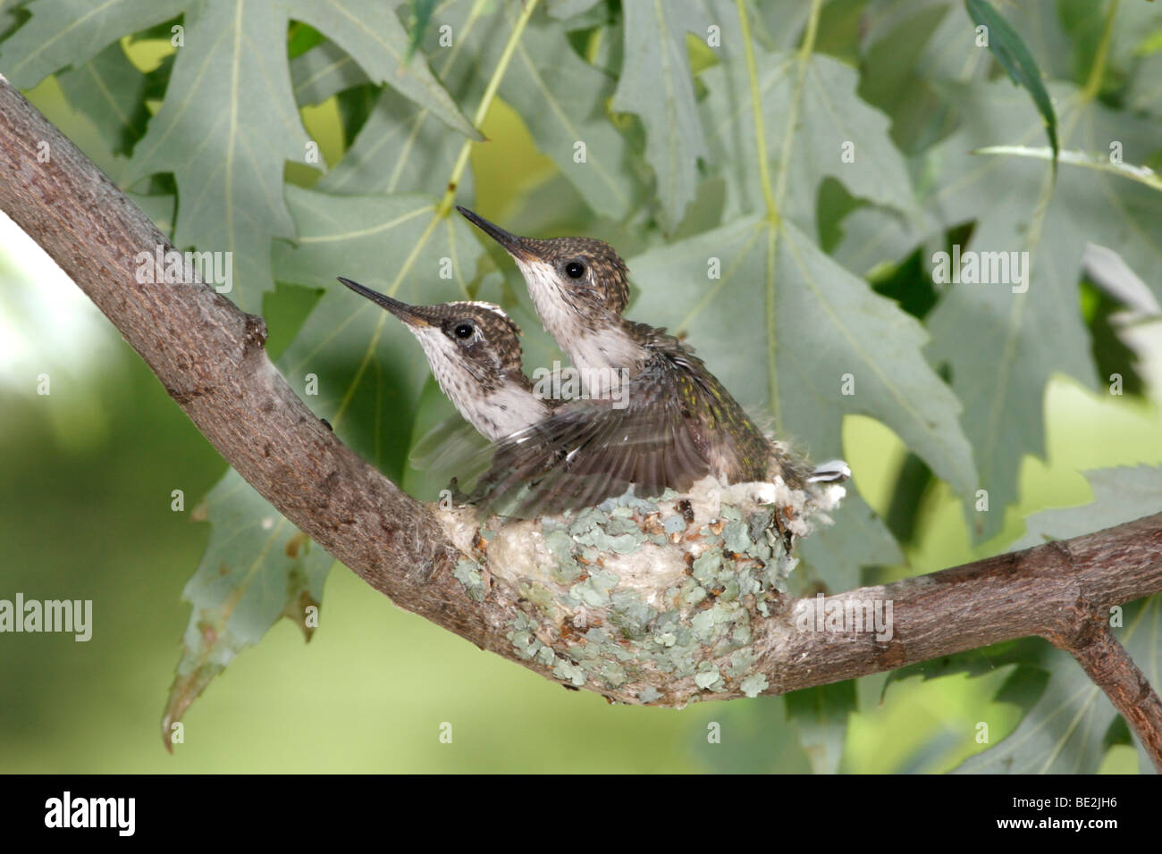 Ruby throated Hummingbird Nest with Nestlings Stock Photo - Alamy