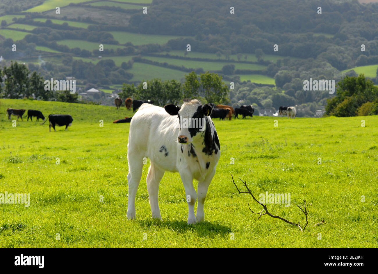 Devon calves hi-res stock photography and images - Alamy