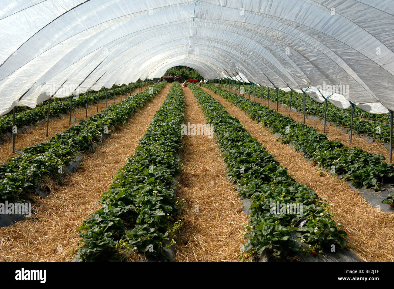 Strawberries polytunnel uk hi-res stock photography and images - Alamy