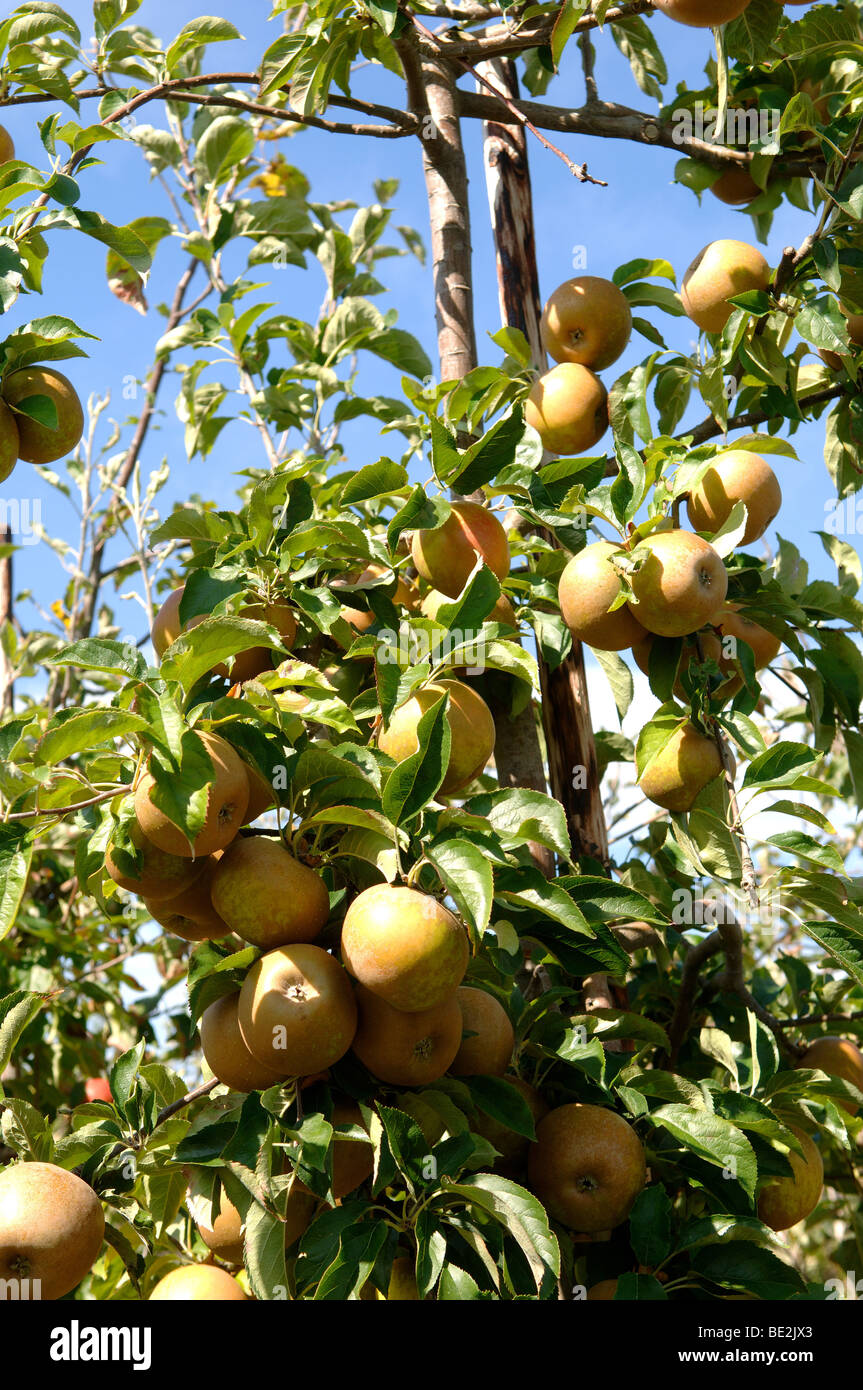 Harvesting English Egremont Russet apples les in Orchard Kent England ...