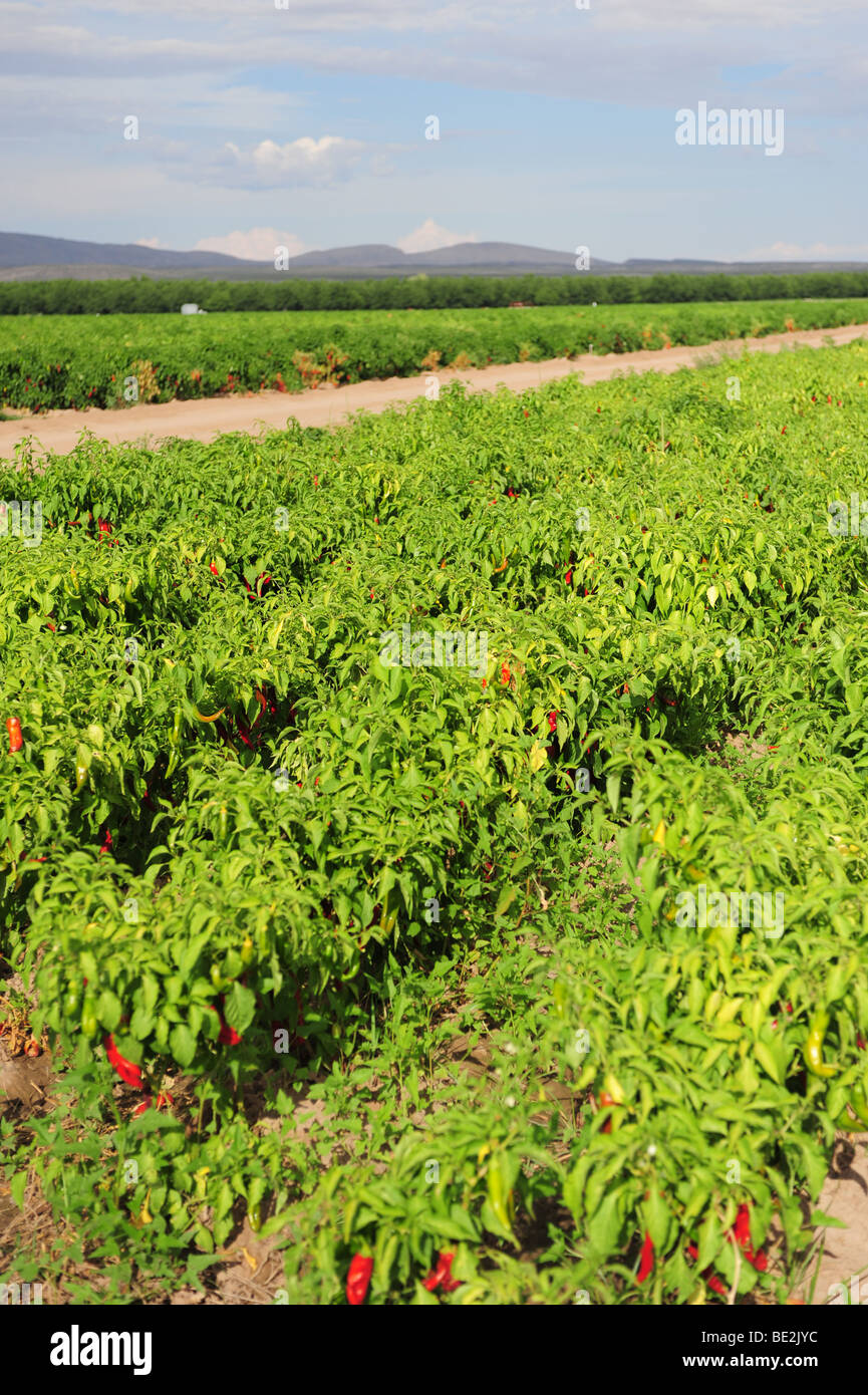 USA Hatch, New Mexico-fields of chile peppers at harvest time Stock ...