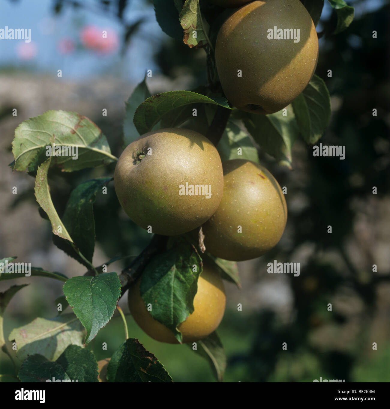 Egremont hi-res stock photography and images - Alamy