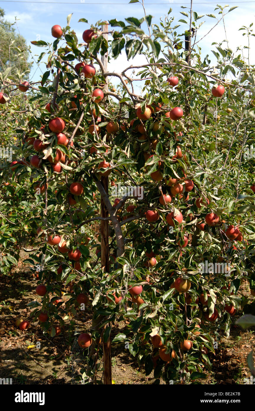 East European workers Harvesting English Cox apples in Orchard Kent ...