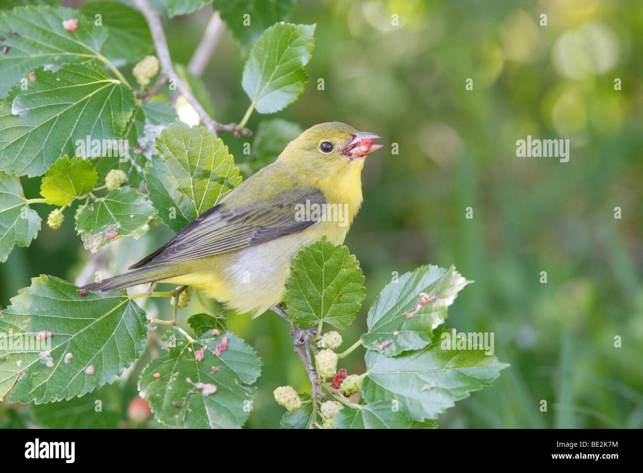 Female scarlet tanager hi-res stock photography and images - Alamy