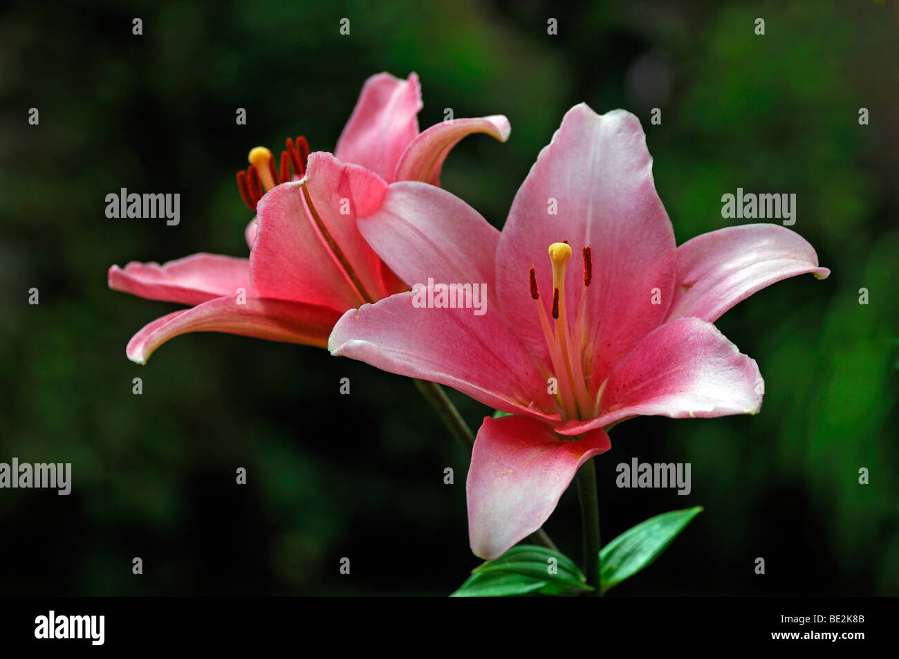 Liliies (Lilium candidum), blossoms Stock Photo - Alamy