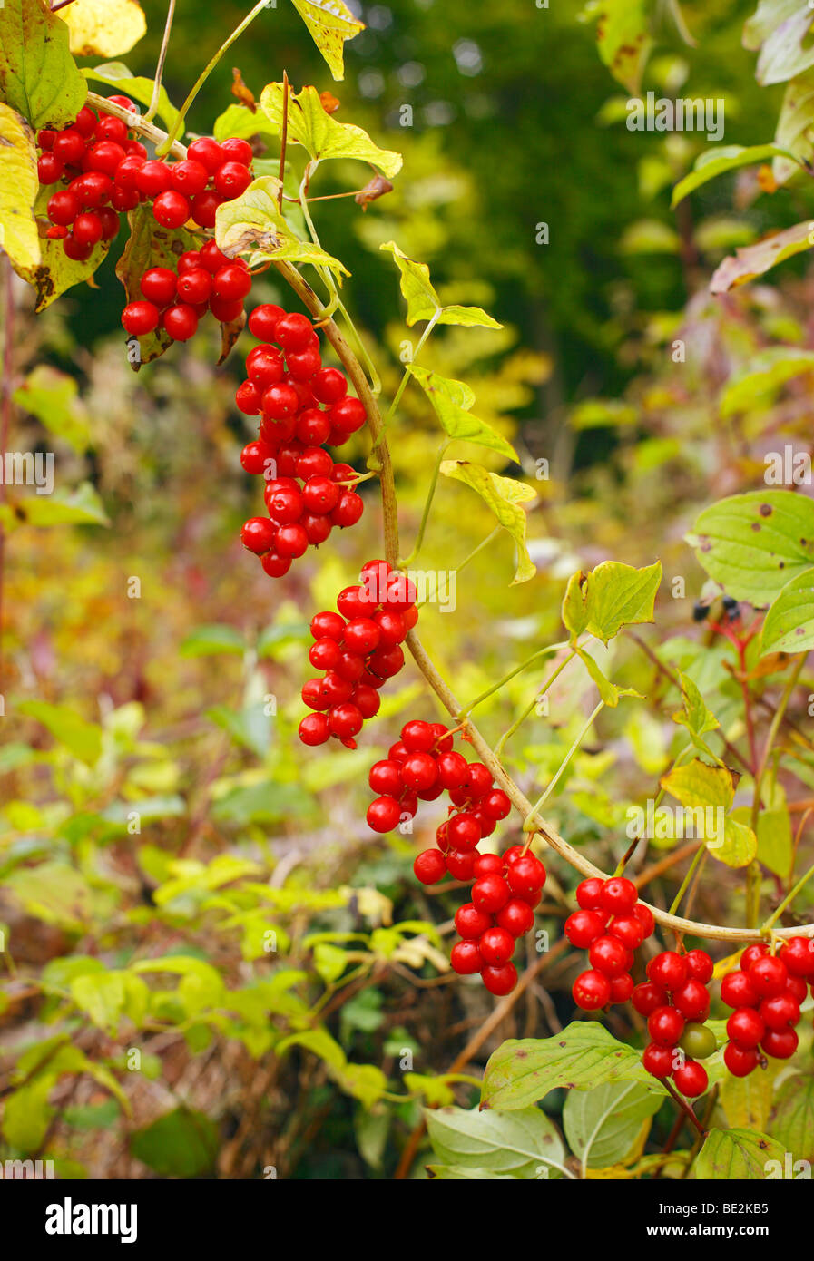 Black bryony Tamus communis Stock Photo - Alamy