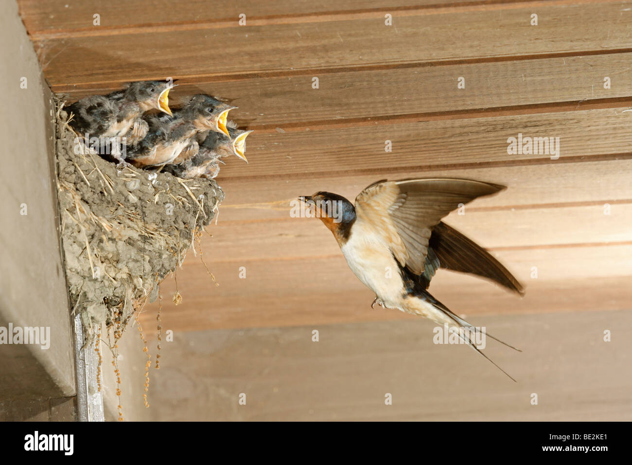 Barn Swallow at Nest Stock Photo - Alamy