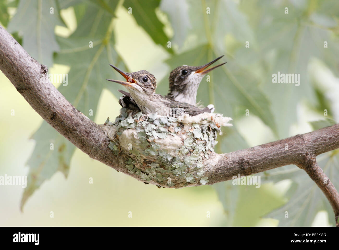 Ruby Throated Hummingbird Nest Stock Photos & Ruby Throated Hummingbird ...