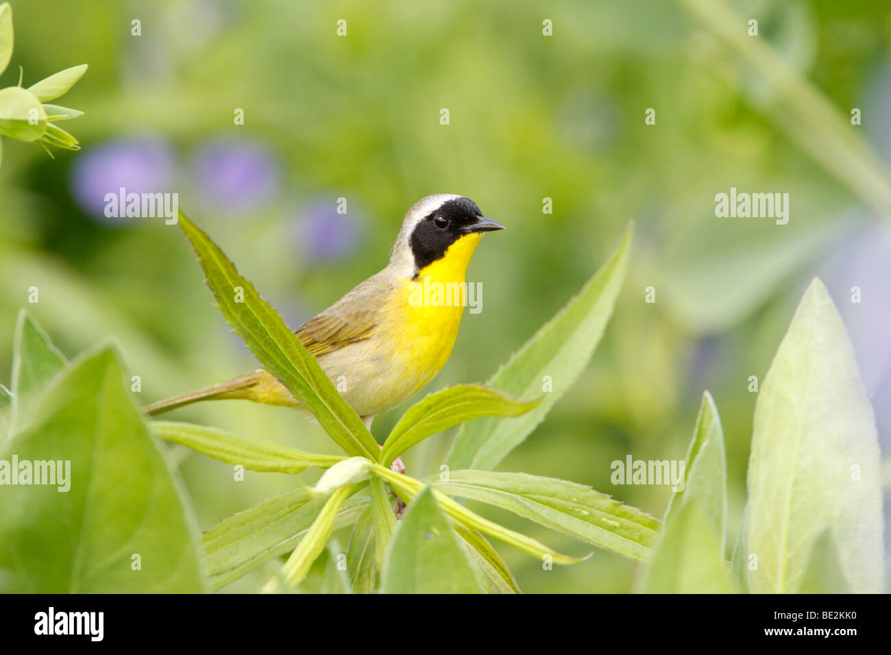 Common yellowthroat bird hi-res stock photography and images - Alamy
