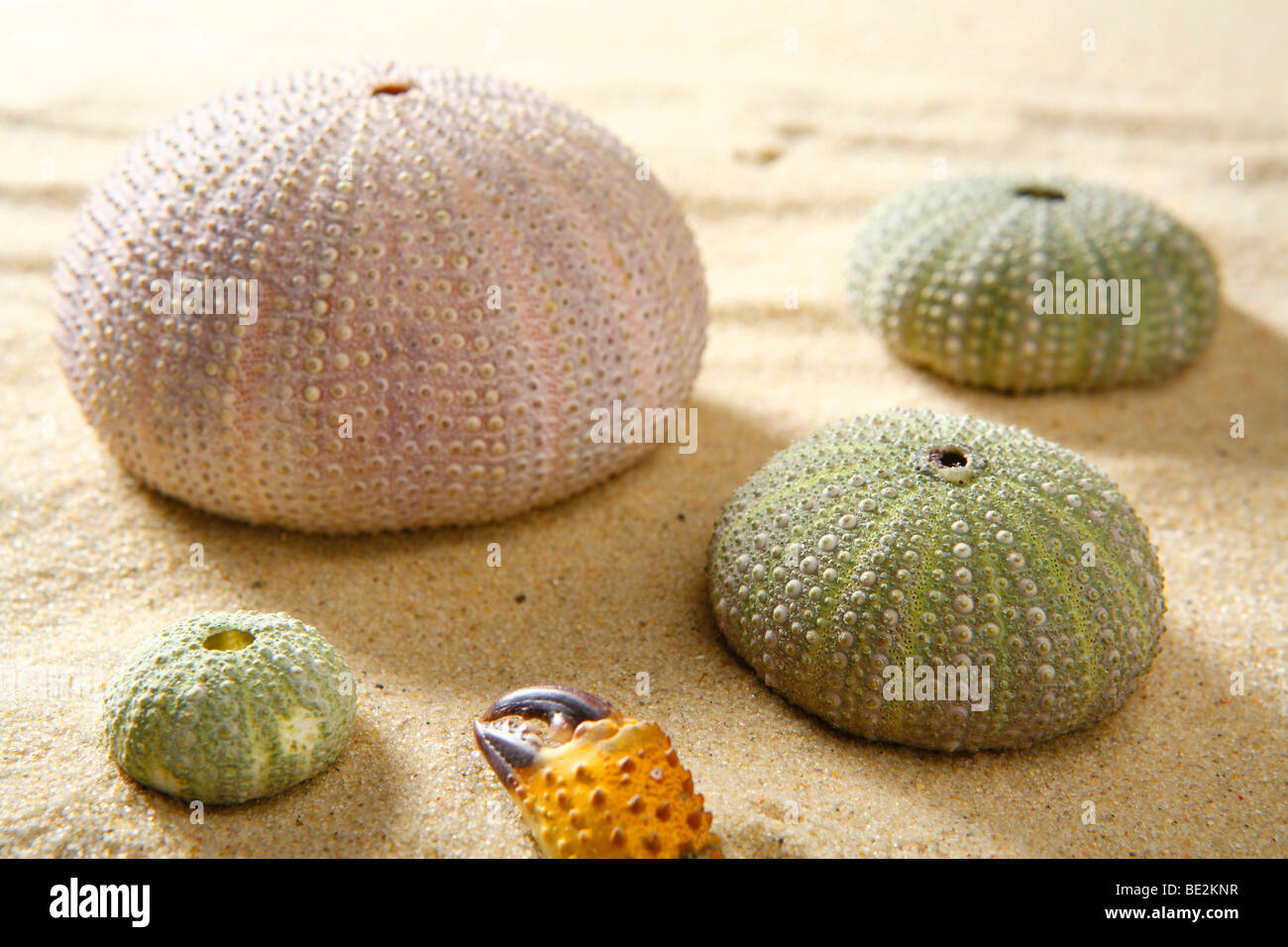 Sea Urchin shells (Echinoida Stock Photo - Alamy Sea Urchin shells (Echinoida Stock Photo - Alamy