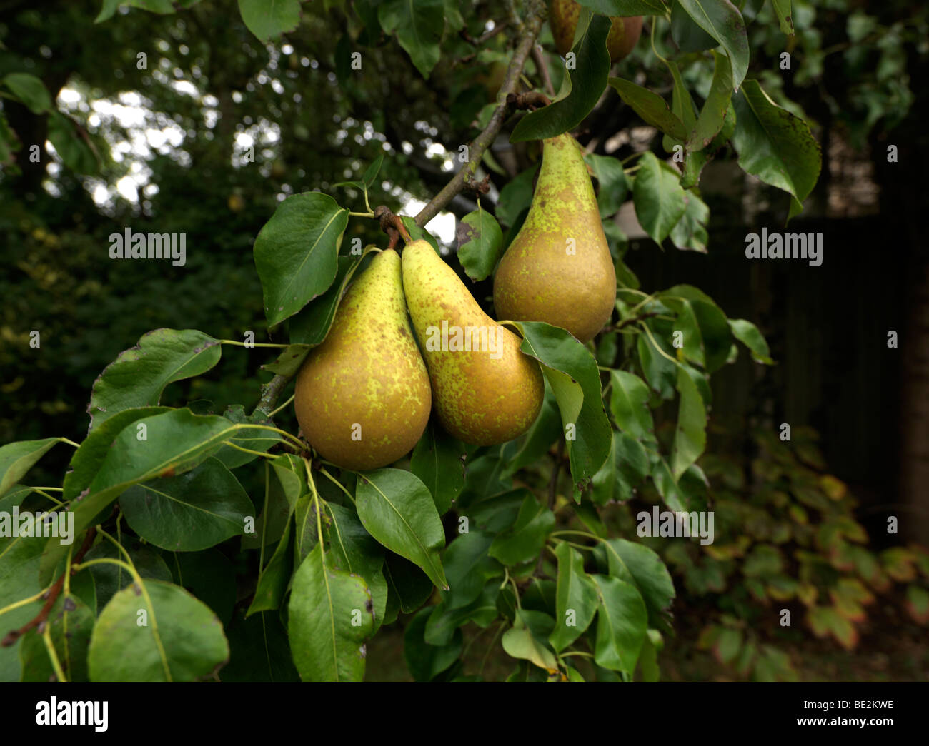 Conference pear tree hi-res stock photography and images - Alamy
