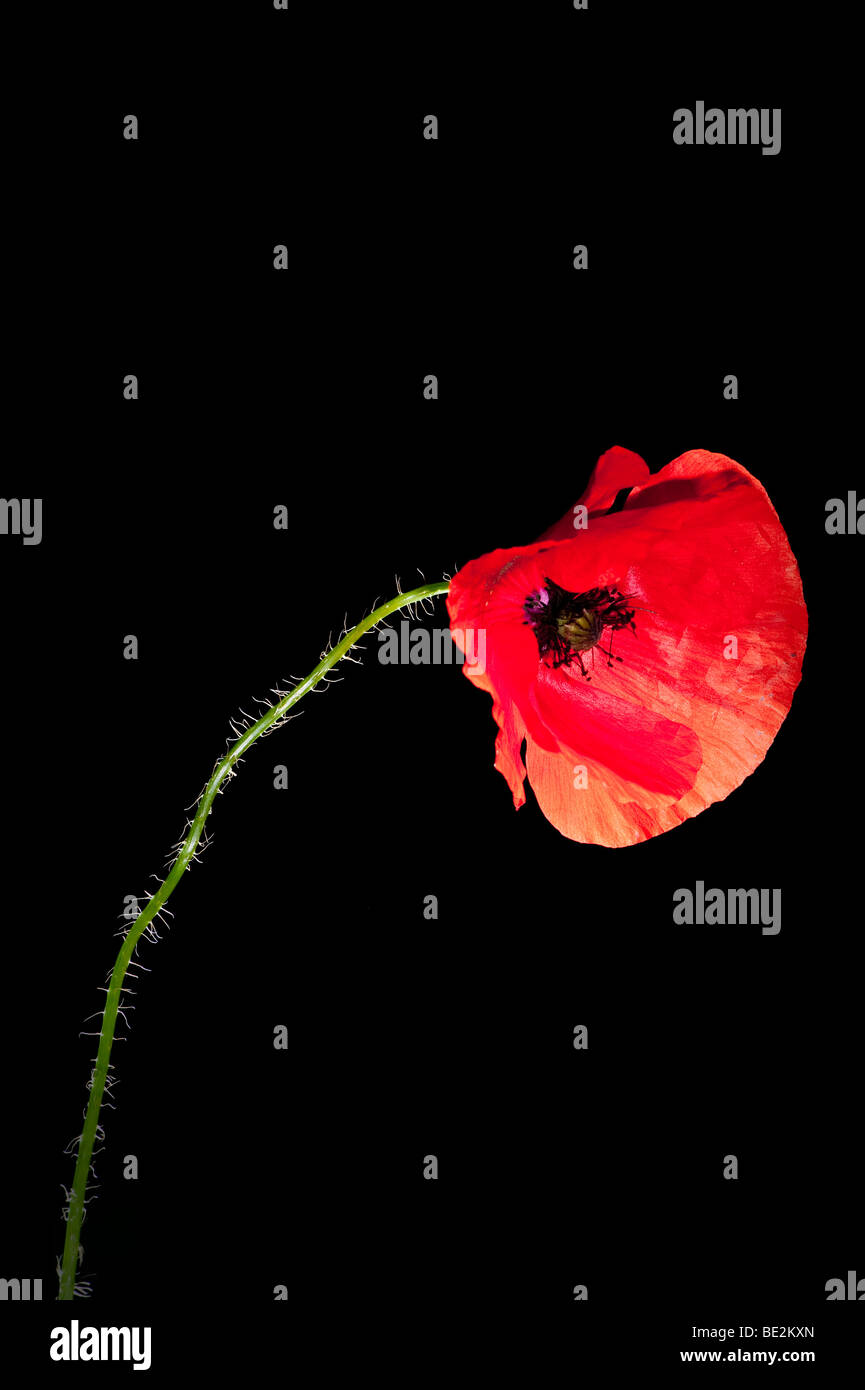Nodding flower head hi-res stock photography and images - Alamy
