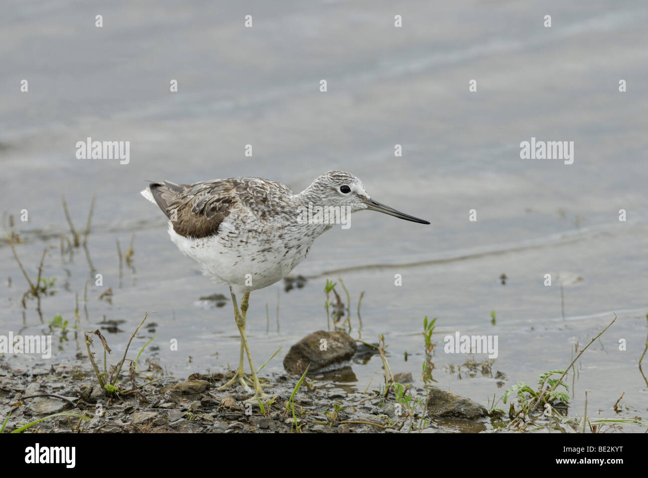Greenshank (Tringa nebularia Stock Photo - Alamy