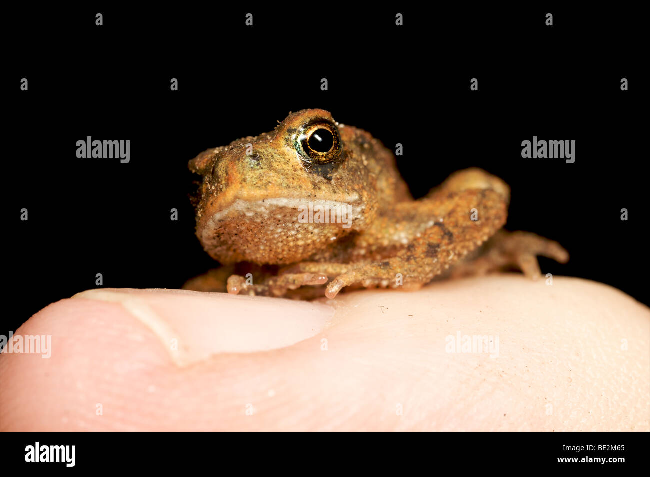 Common nail hi-res stock photography and images - Alamy