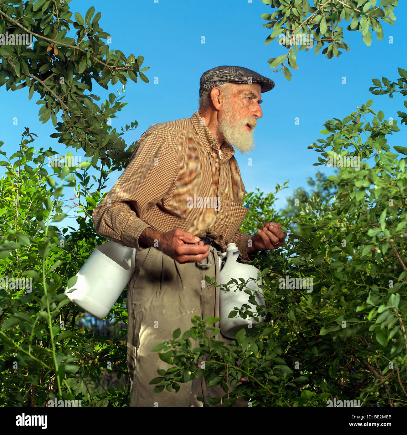 Berry picking buckets hi-res stock photography and images - Alamy