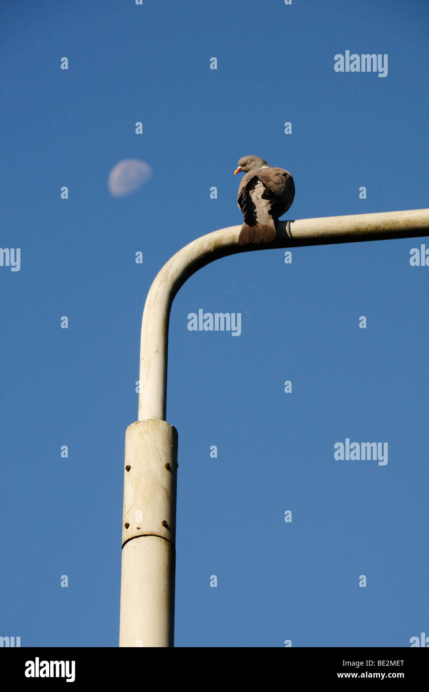 Sad Pigeon High Resolution Stock Photography and Images - Alamy