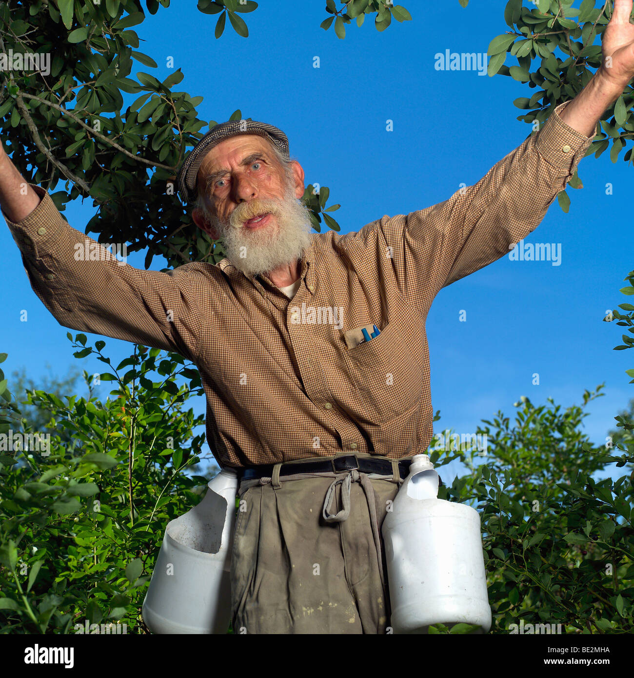 Berry picking buckets hi-res stock photography and images - Alamy
