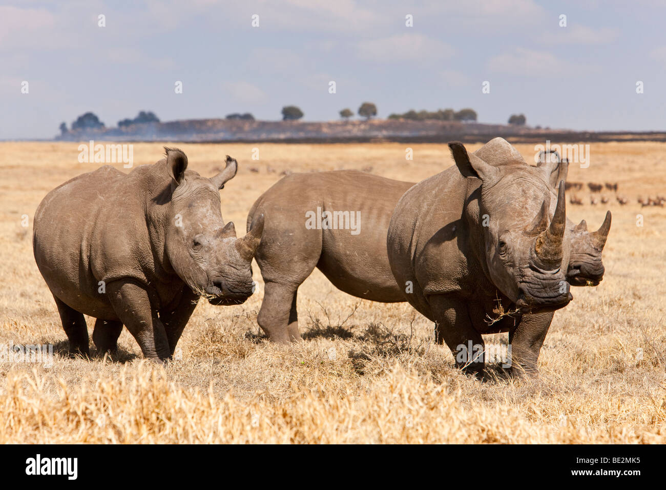 White rhinoceros africa hi-res stock photography and images - Alamy