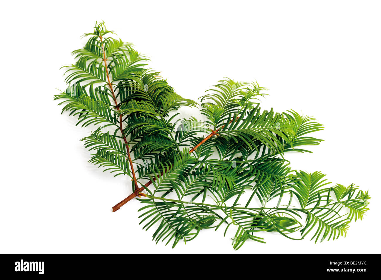 Common trees Cut Out Stock Images & Pictures - Alamy