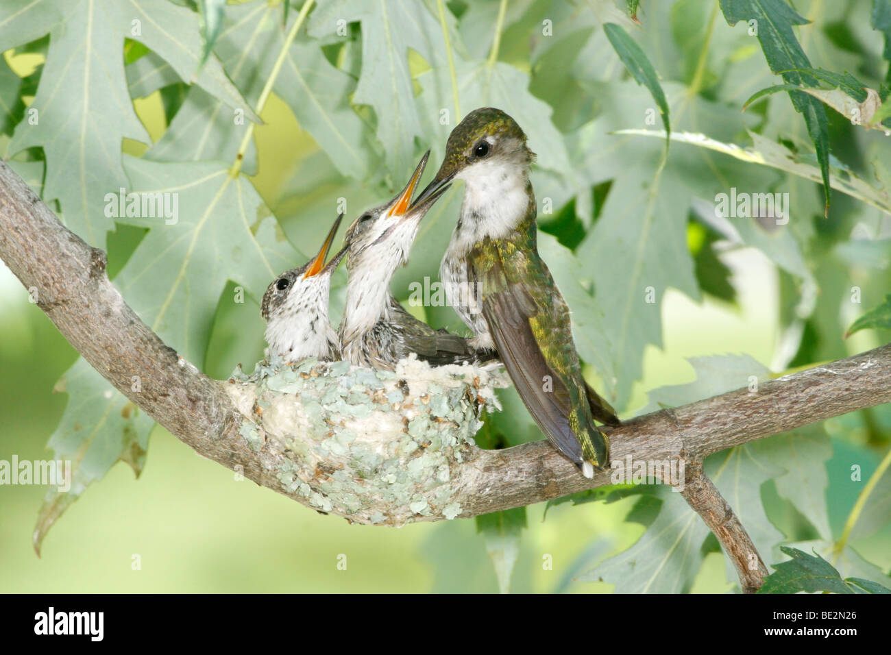 Ruby throated Hummingbird Nest with Female feeding Nestlings Stock ...