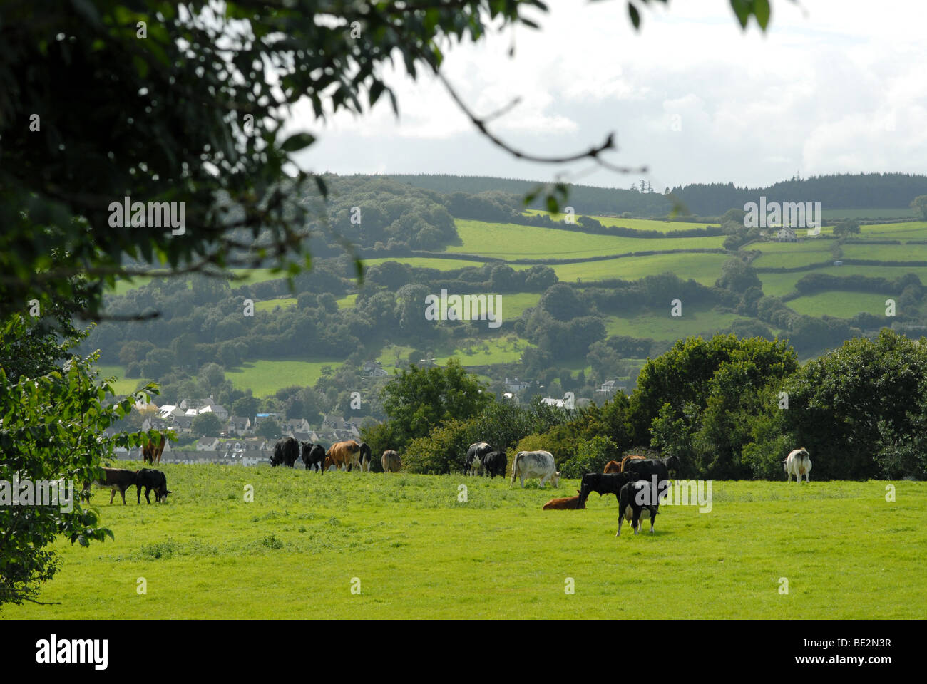 cows and calves on Devon farmland Stock Photo - Alamy