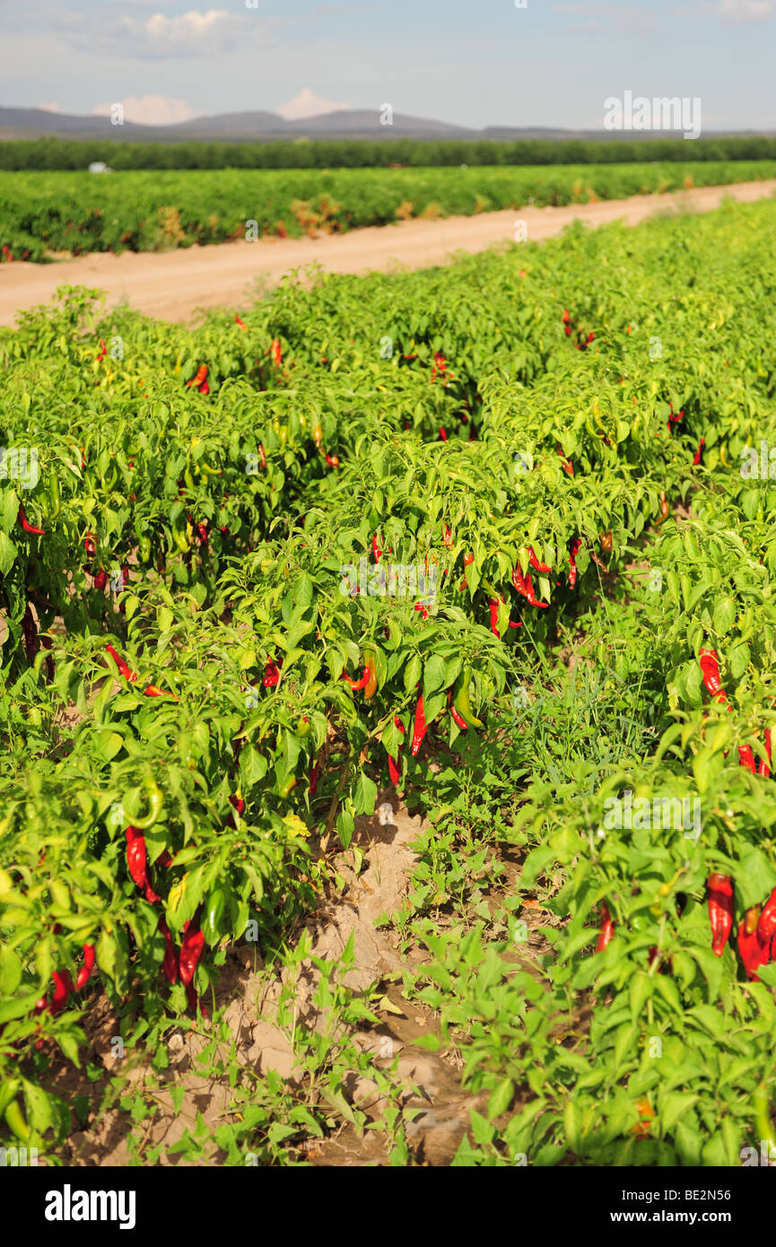 USA Hatch, New Mexico-fields of chile peppers at harvest time Stock ...