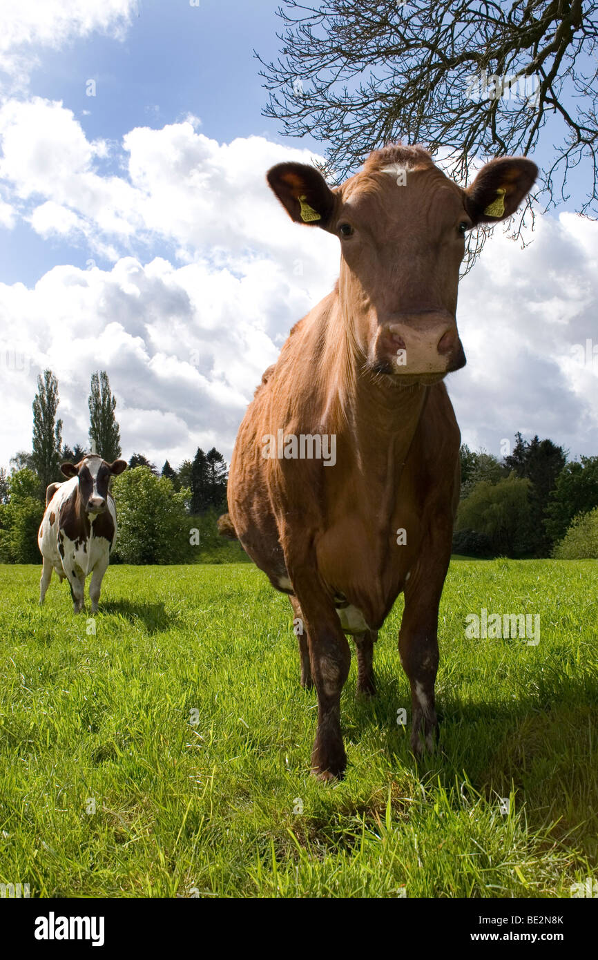 Red galloway cattle hi-res stock photography and images - Alamy