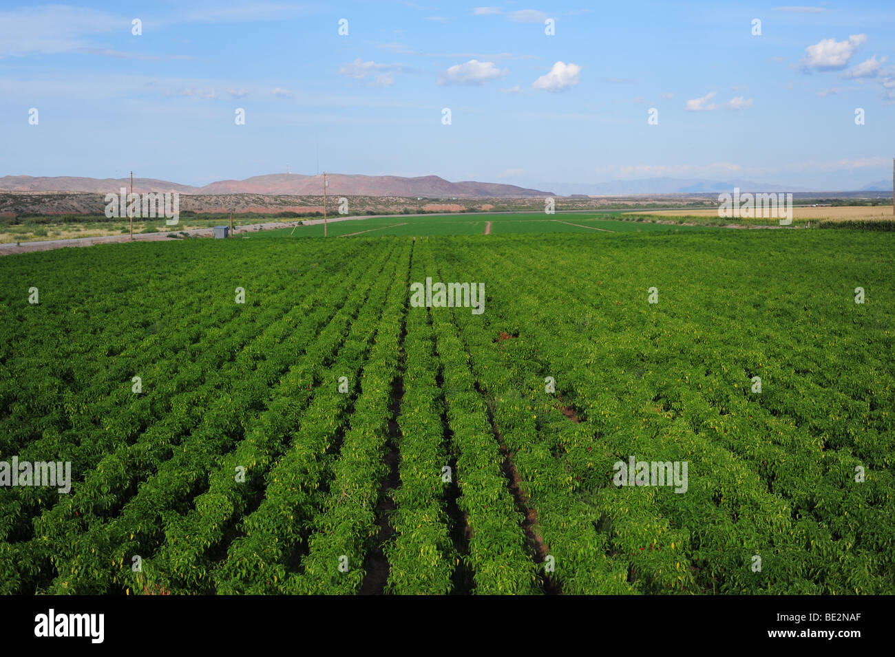 Growing chilis hi-res stock photography and images - Alamy