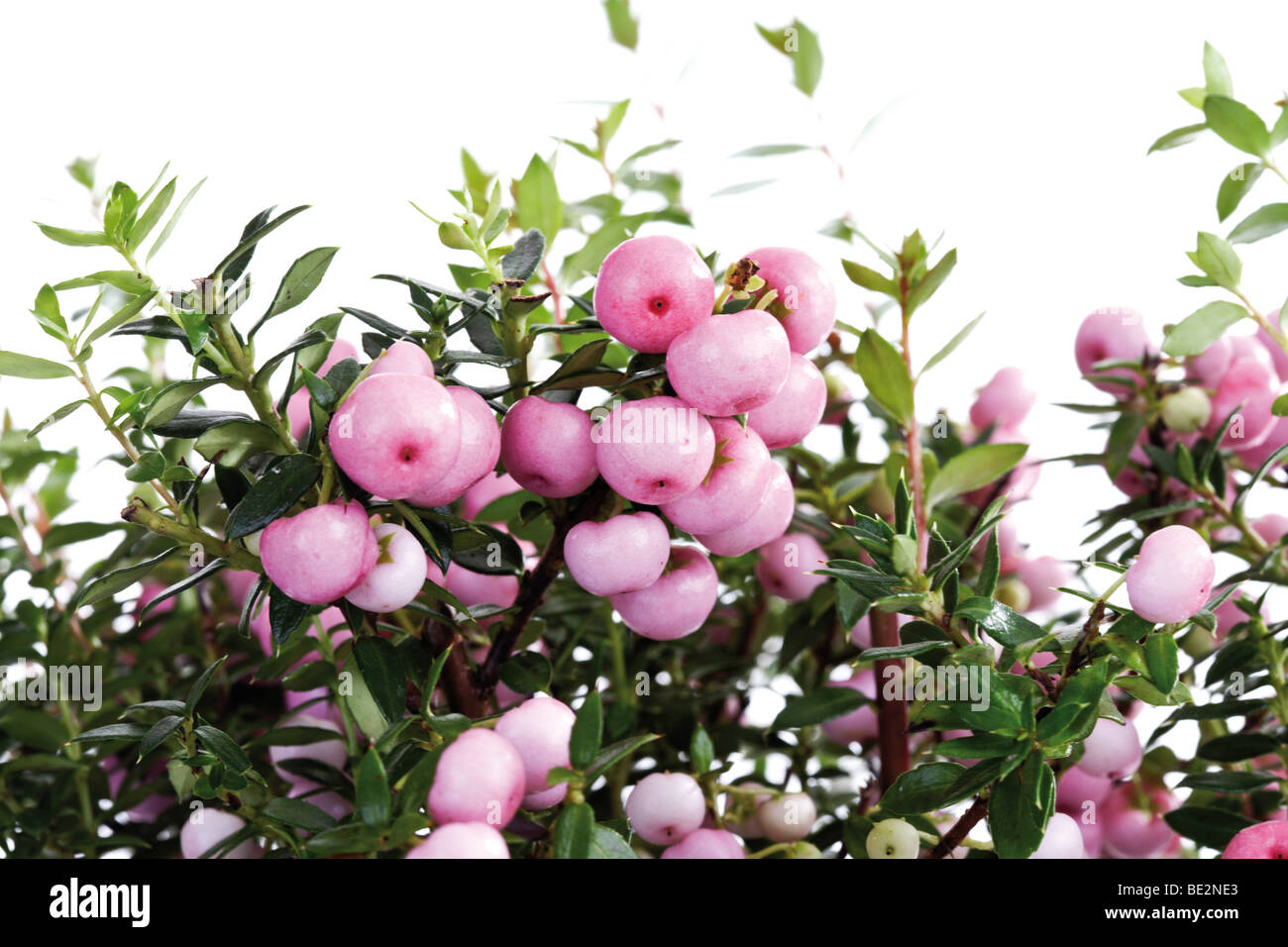 Chaura hi-res stock photography and images - Alamy