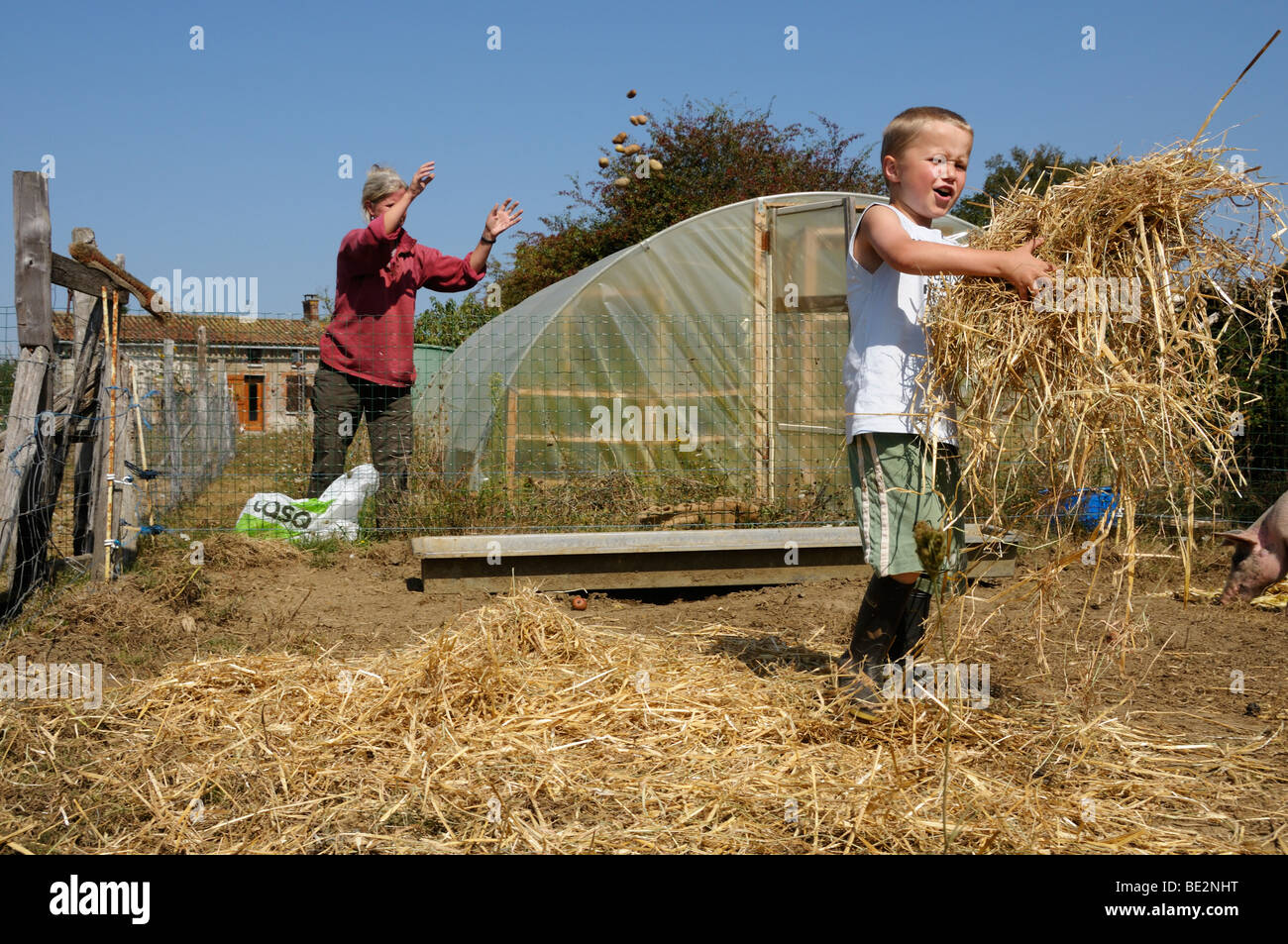 Stock photo of a 9 year old boy helping out on the farm with the pigs ...