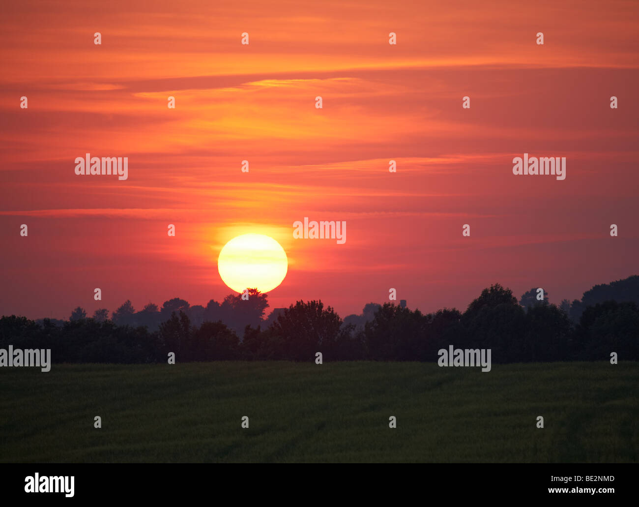 Lively forest scene hi-res stock photography and images - Alamy