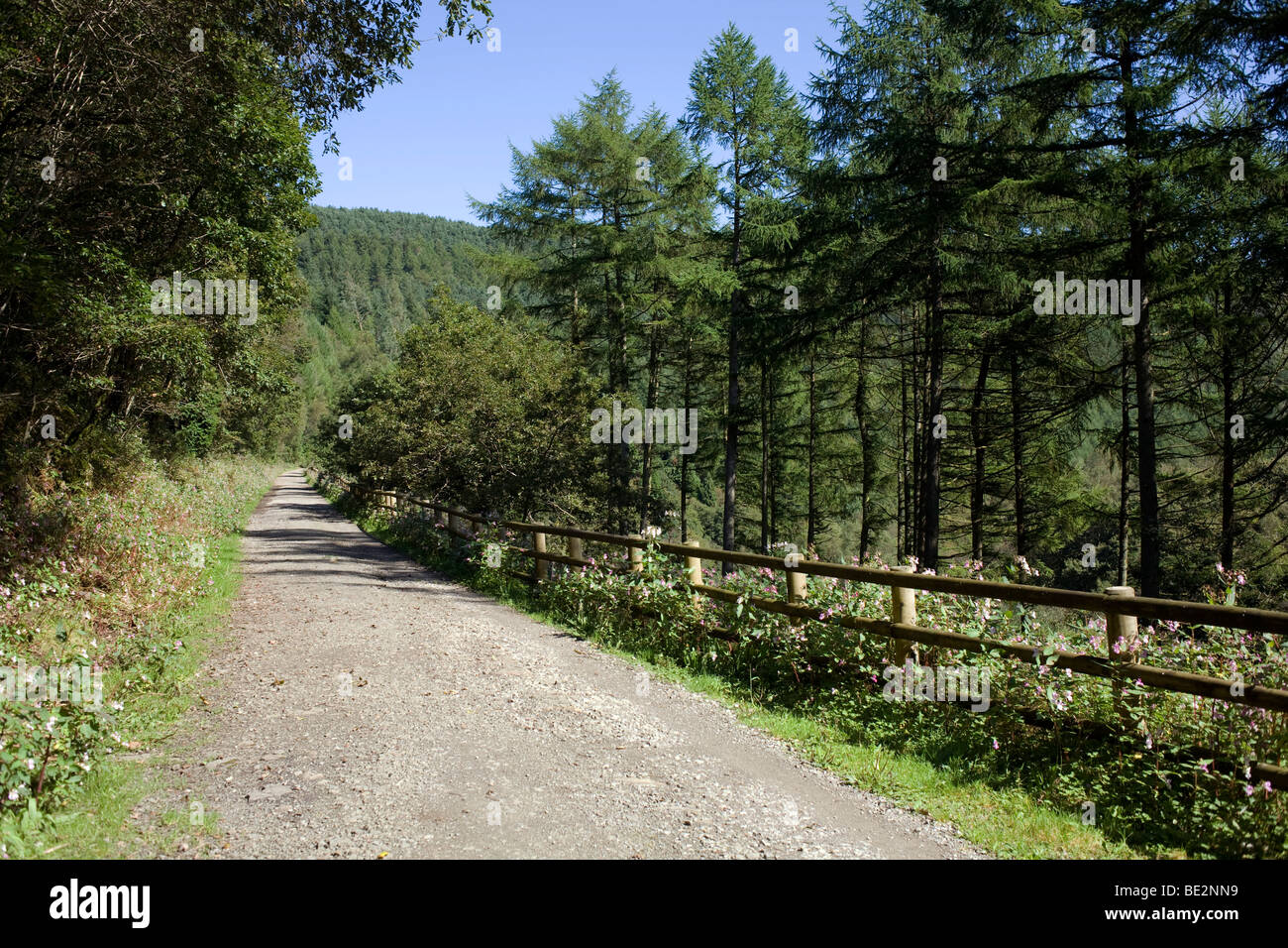 Afan forest park, paved cycle/walking track on West side of river Stock ...