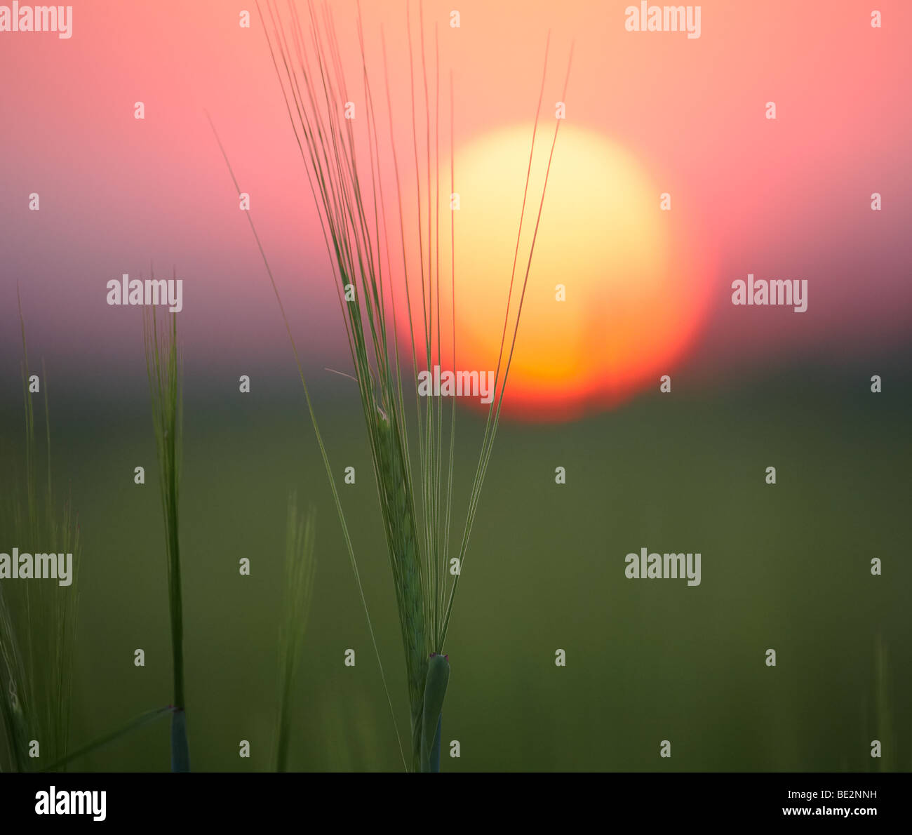 Barley - sunset theme Stock Photo - Alamy