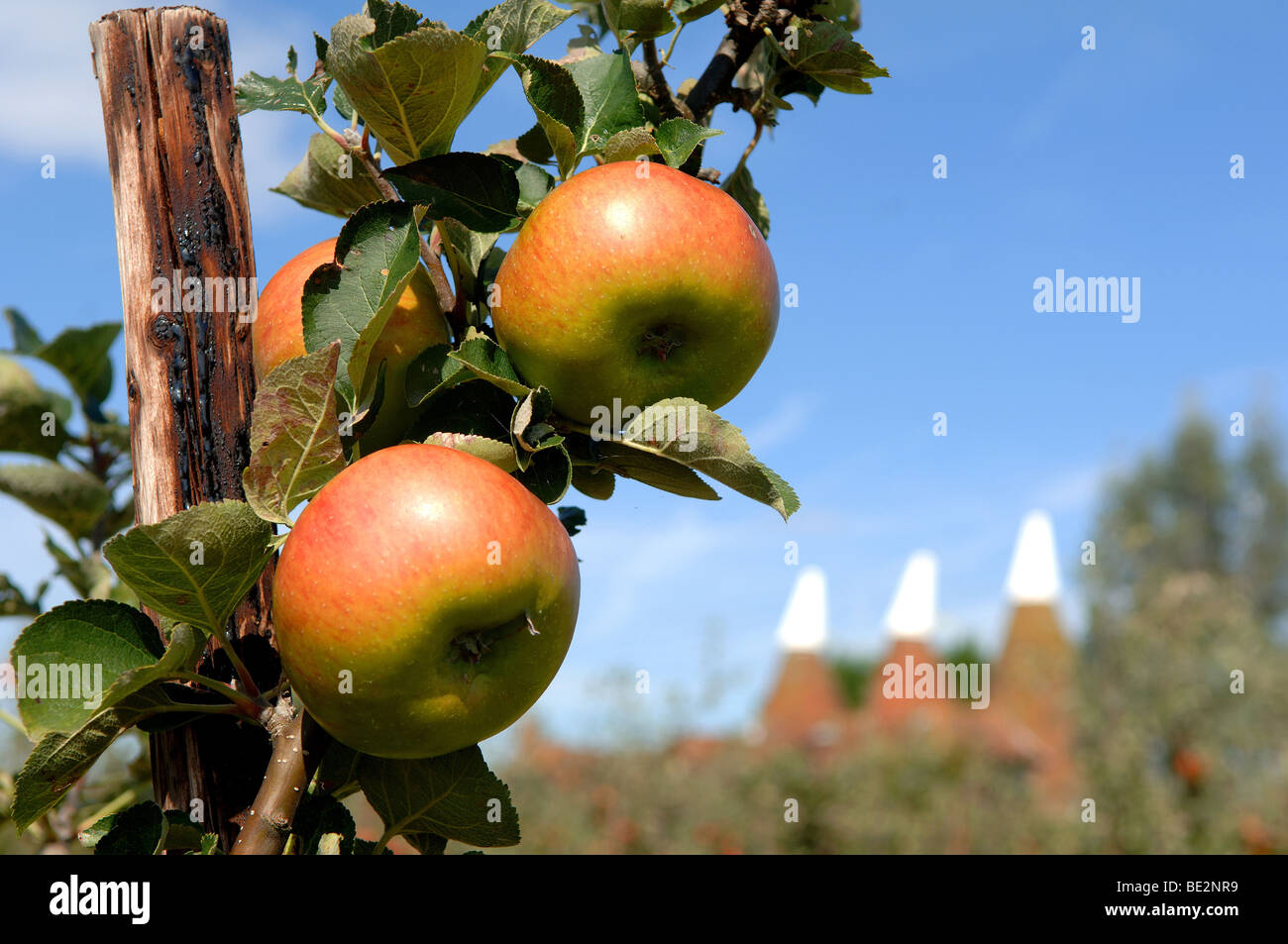 English cox hi-res stock photography and images - Alamy