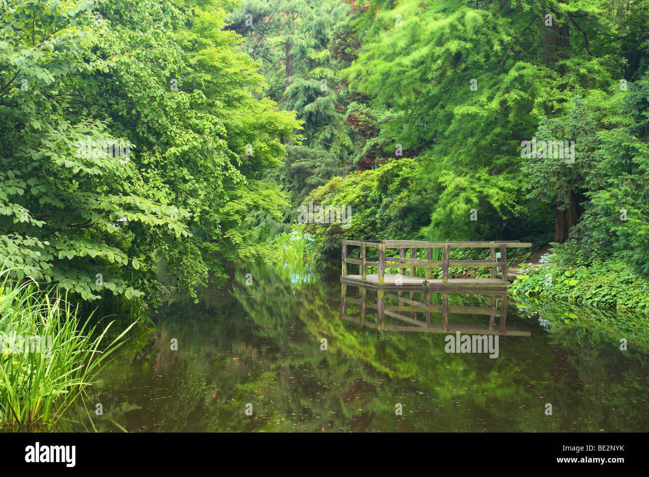 Lush Greenery And Still Water High Resolution Stock Photography and ...