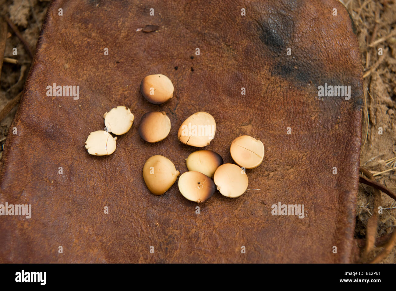 Marama beans (Tylosema esculenta) are gathered and roasted by the Naro ...