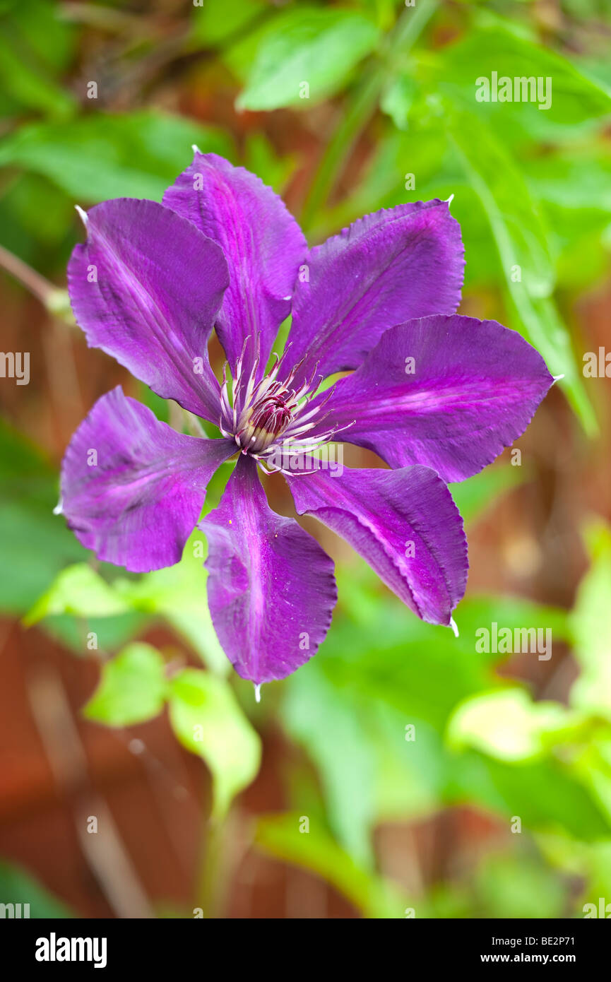 Clematis gypsy queen hi-res stock photography and images - Alamy