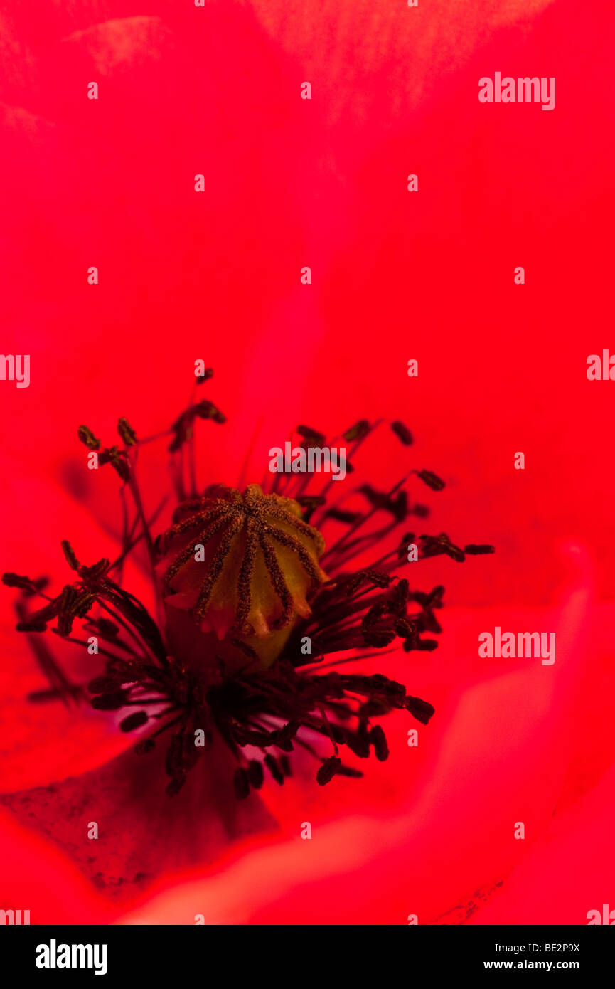 English poppy hi-res stock photography and images - Alamy