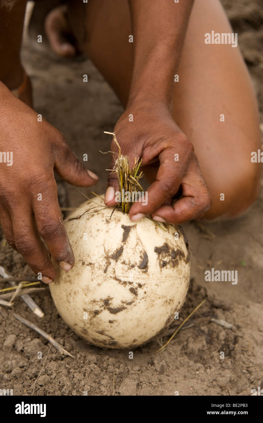 Naro bushman (San) diggung up an ostrich egg filled with water kept ...