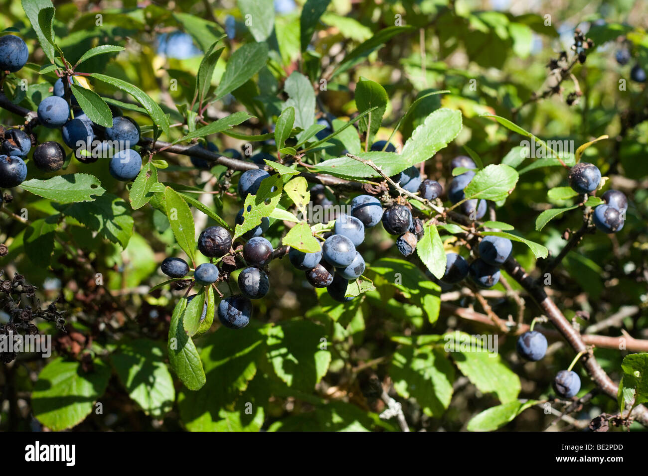 Hedgerow fruit hi-res stock photography and images - Alamy