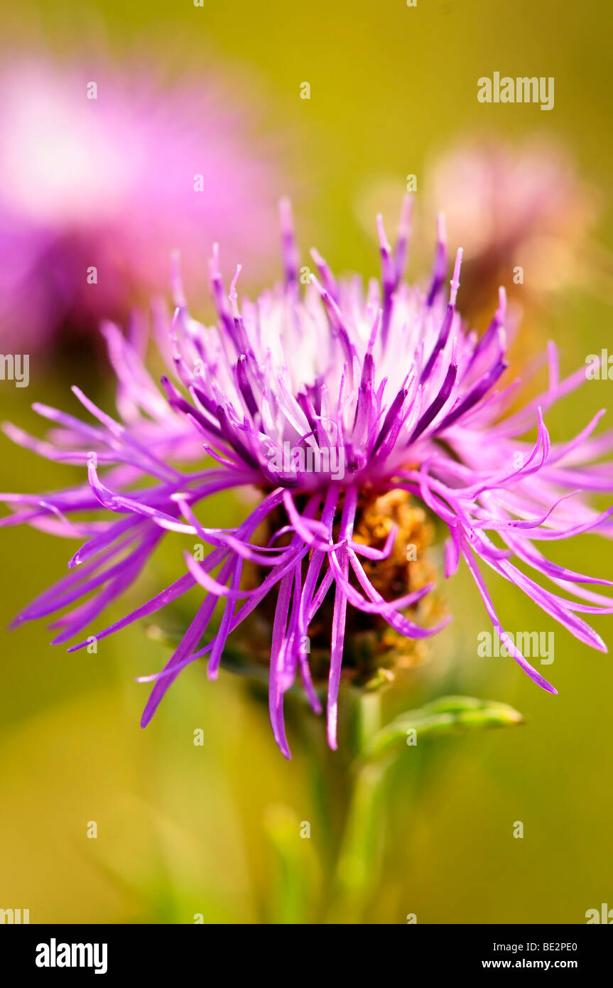 Purple knapweed flower hi-res stock photography and images - Alamy