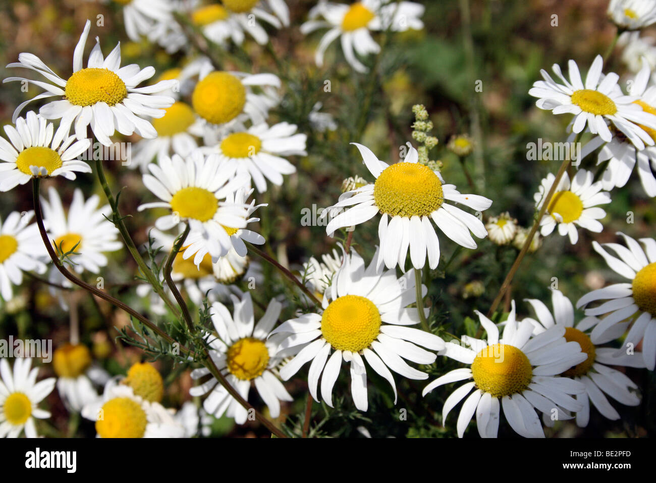 Anthemis Nobilis High Resolution Stock Photography and Images - Alamy