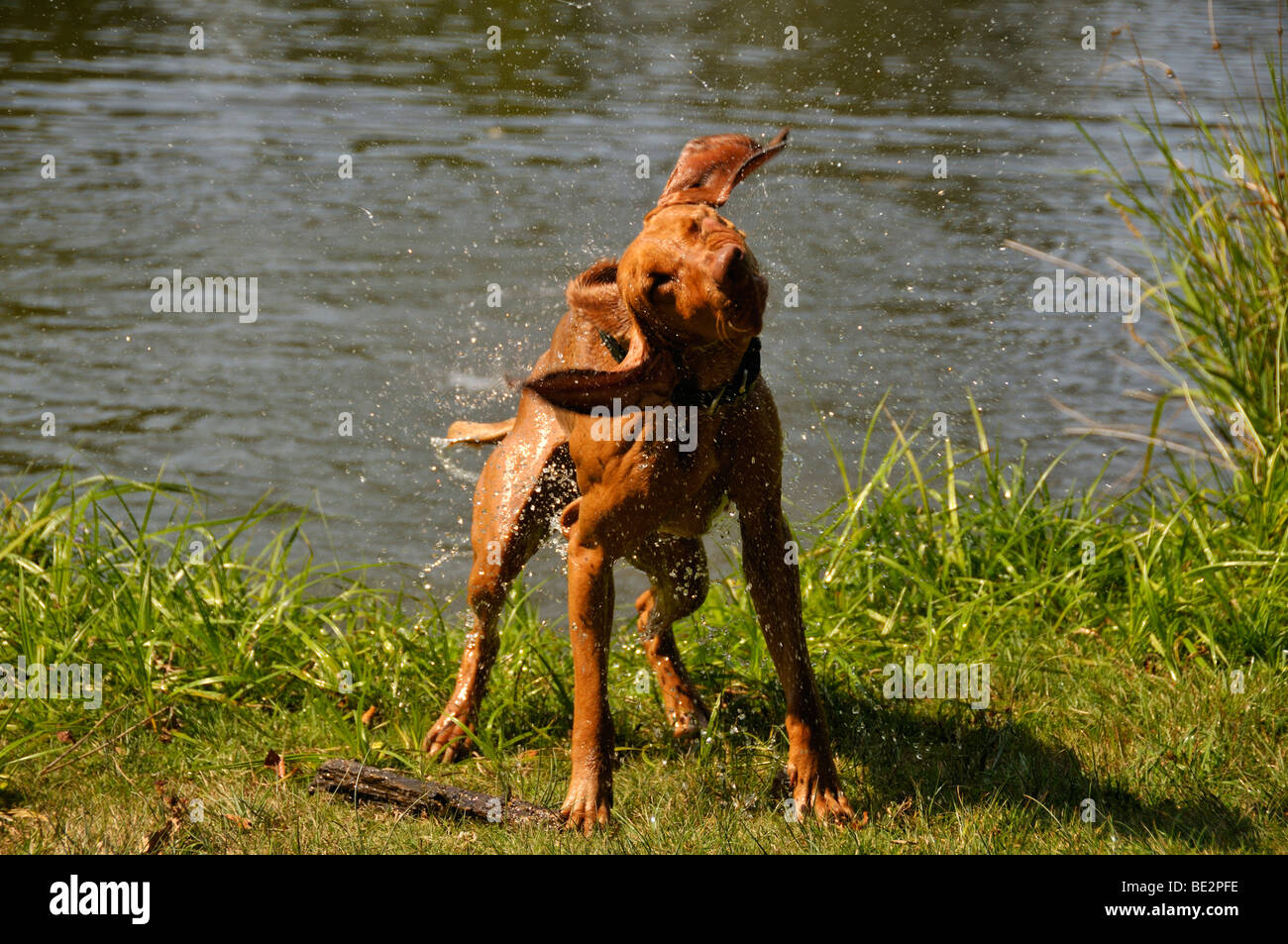 Dog shaking to dry hi-res stock photography and images - Alamy