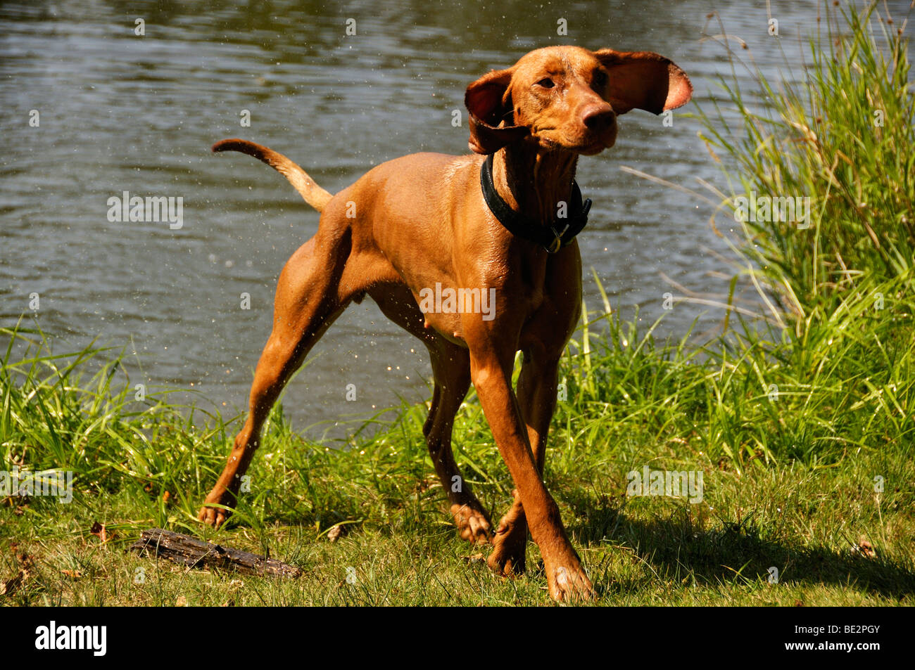 Shaking itself dry hi-res stock photography and images - Alamy