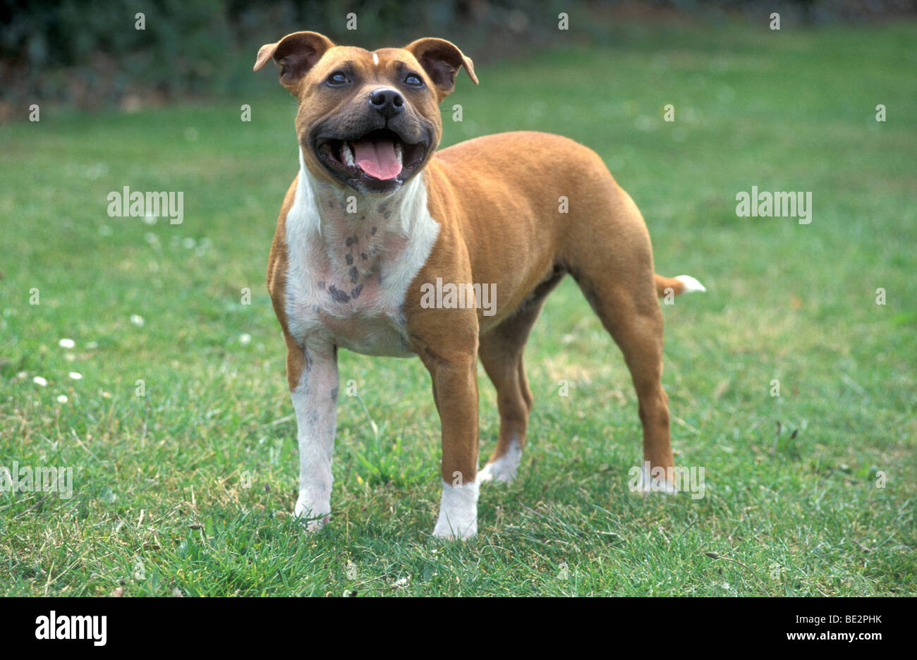 Red staffordshire bull terrier hi-res stock photography and images - Alamy
