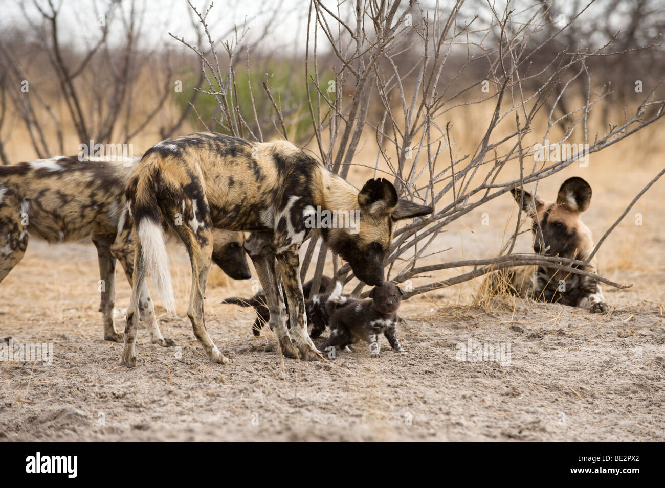 Do Wild Dogs Live In Dens