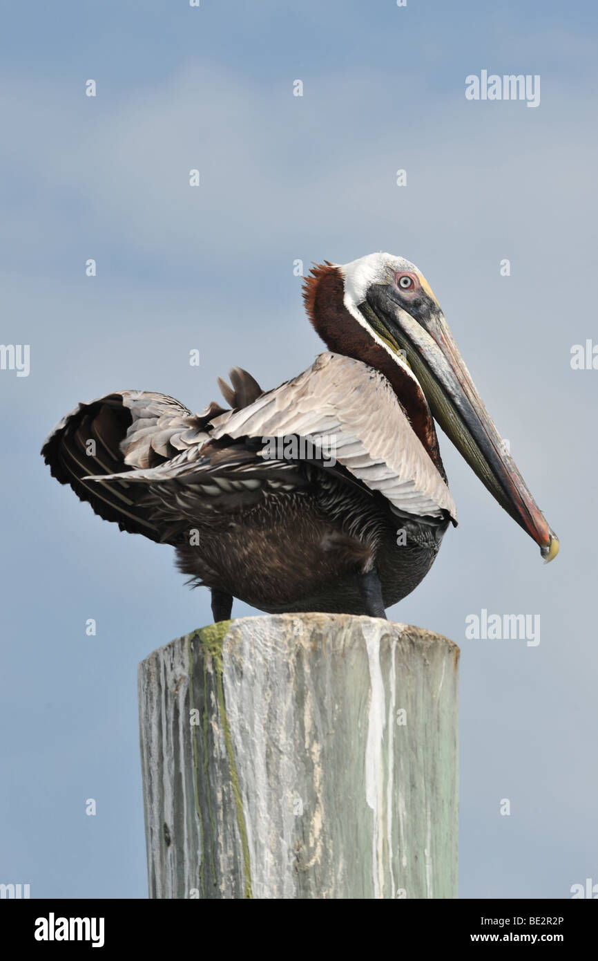 Pelican on post, Port de Leon, Florida, USA, blue sky Stock Photo - Alamy