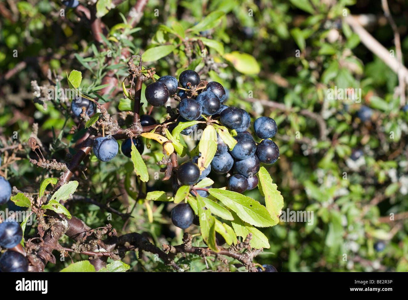 Sloes fruit autumn fall hi-res stock photography and images - Alamy