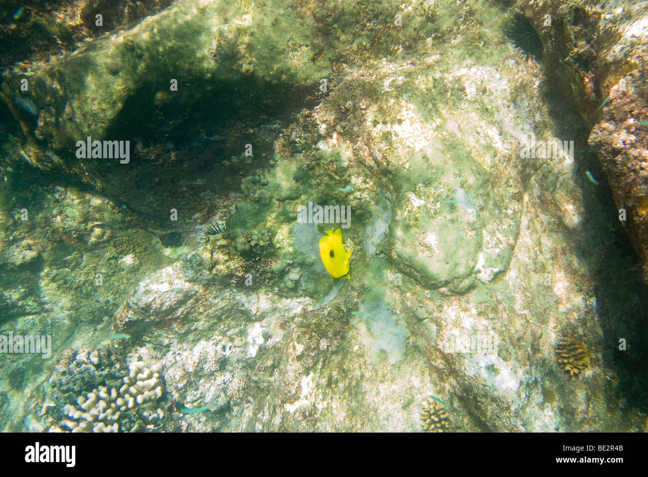Seychelles underwater hi-res stock photography and images - Alamy